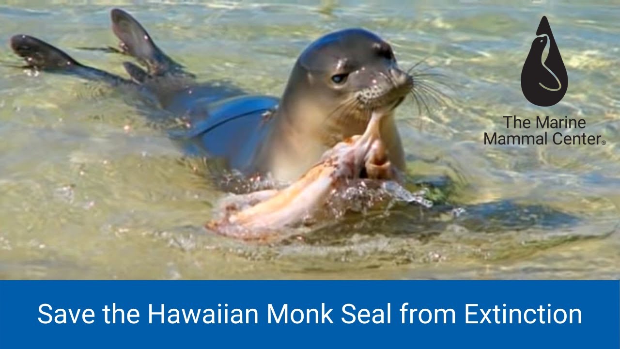 Save the Hawaiian Monk Seal from Extinction