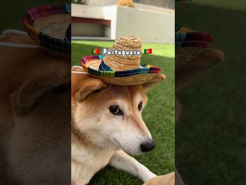 You’re so Portuguese #cutenessoverload #shibainu #memes