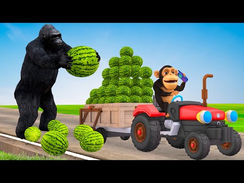 Giant gorilla steals Watermelons | Funny monkey vs Gorilla Funny Story | Cartoon Episode -1