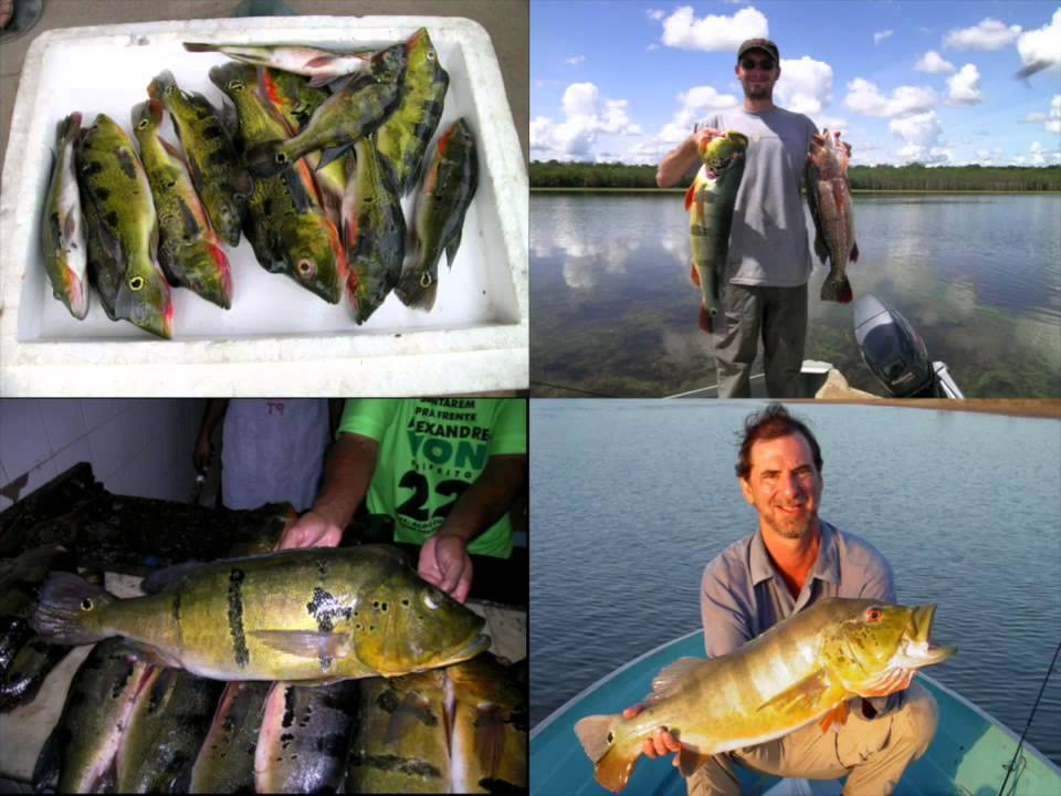Tracking Adaptive Genes in Peacock Bass - Stuart Willis' Experiment.com video (short version)