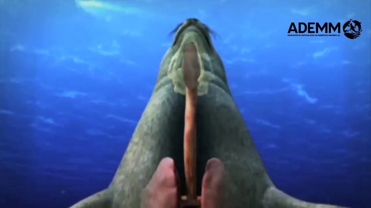 Foca barbuda/Erignathus barbatus