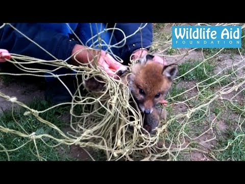 Tangled Fox cub rescued, massaged | Boing Boing