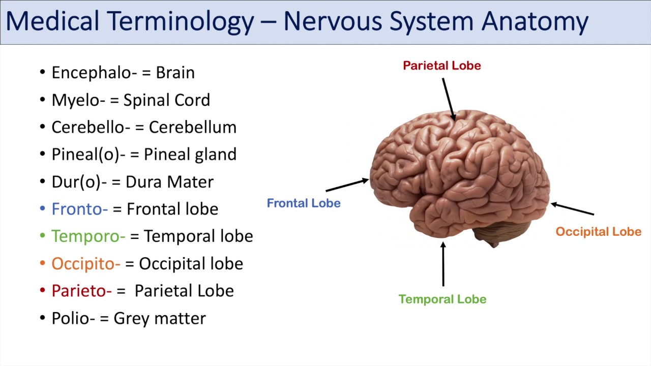 Medical Terminology | Lesson 8 | Nervous System, Cardiorespiratory and Endocrine Anatomy Terms
