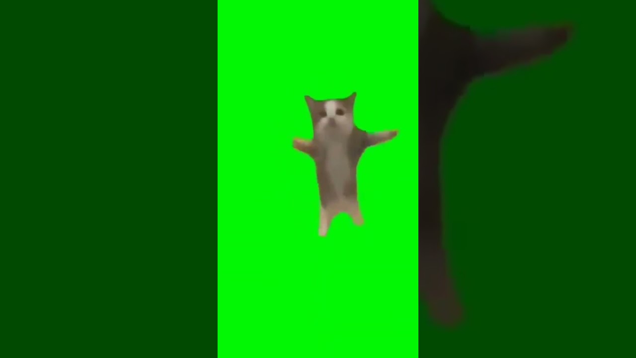 hapi hapi hapi (cat meme)