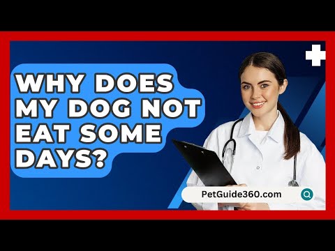 Why Does My Dog Not Eat Some Days? - PetGuide360.com