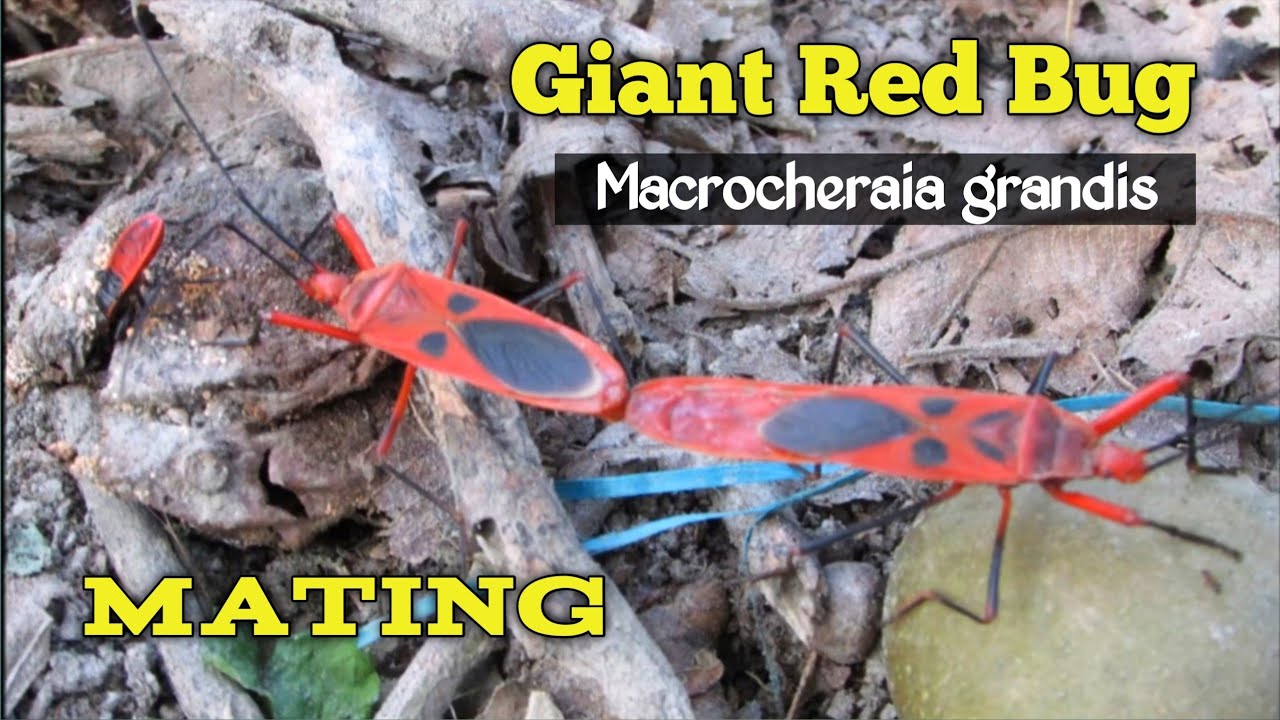 Giant red bug mating Macrocheraia grandis