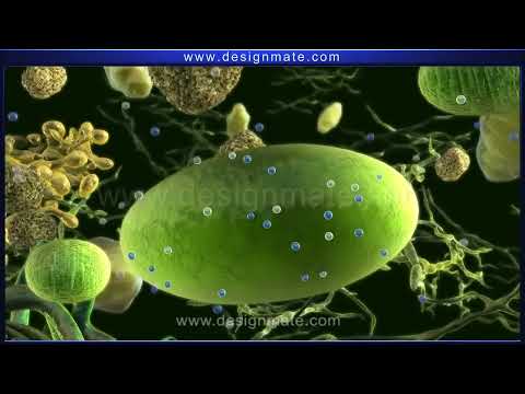 how photosynthesis take place in plants Learn how it works