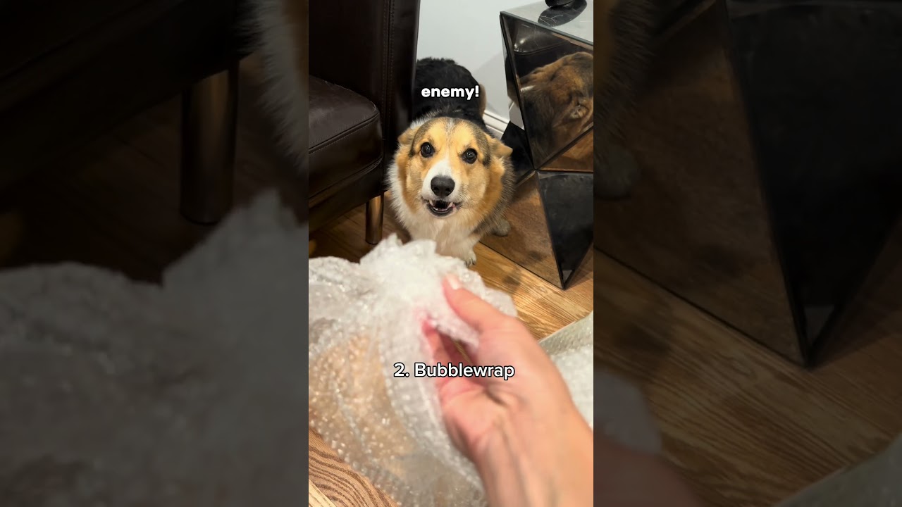 Things my corgi does not like