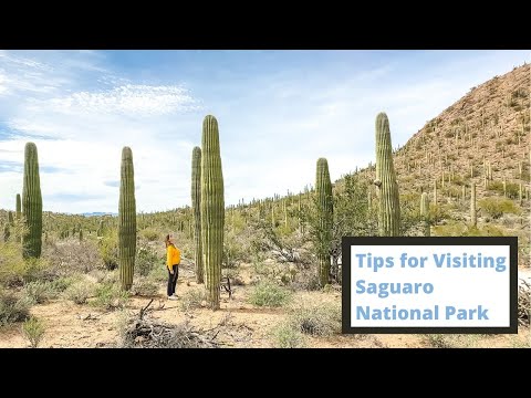10 Tips for Visiting Saguaro National Park