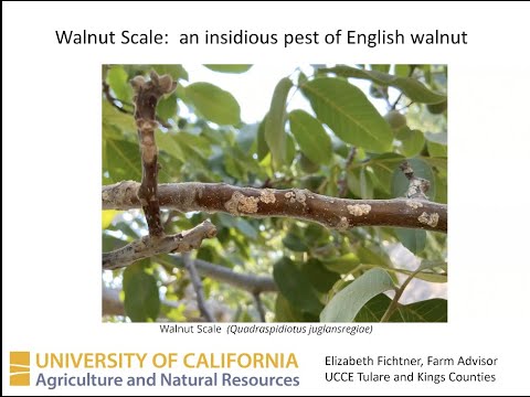 UCCE - Walnut Scale: An insidious Pest in California Walnut Orchards - Elizabeth Fichtner 2022