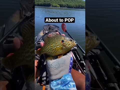 Pregnant Pumpkinseed Sunfish