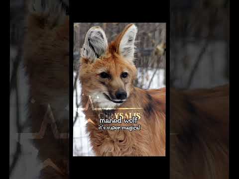 Sing when you see your theriotype (PT2) :: #therian #theriotype #trend #animal #music #otherkin
