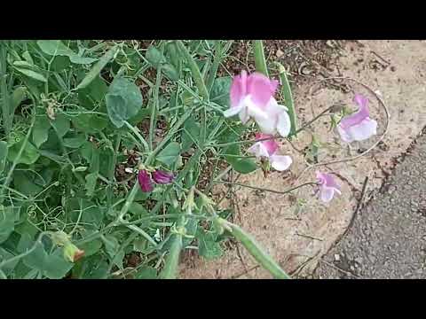 Sweet Peas (Lathyrus odoratus)