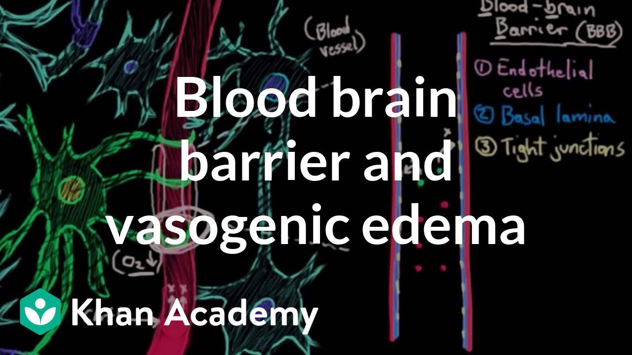 Blood brain barrier and vasogenic edema | Circulatory System and Disease | NCLEX-RN | Khan Academy