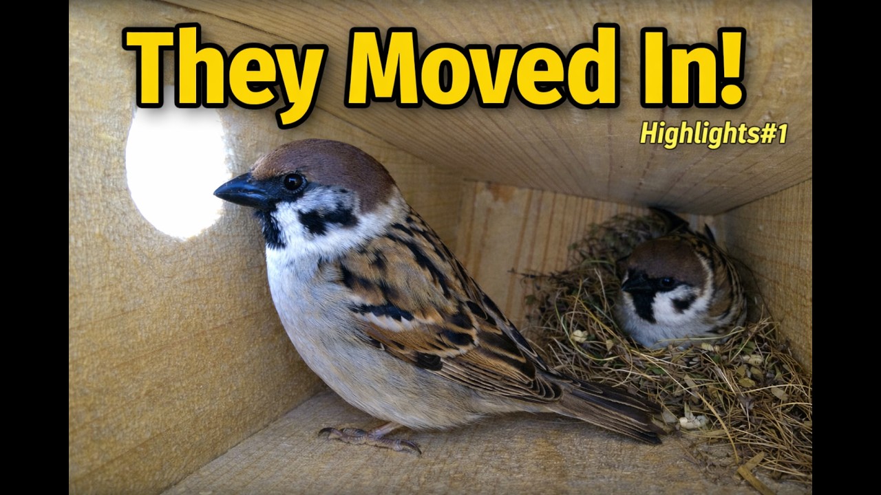 Eurasian Tree Sparrow Nest Building in Bird Box (Highlights #1)