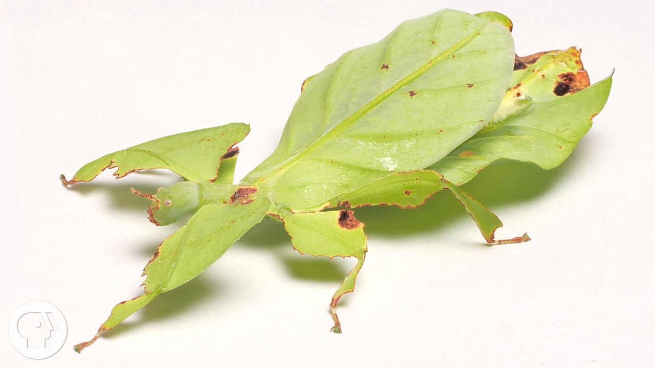 These Giant Leaf Insects Will Sway Your Heart | Deep Look