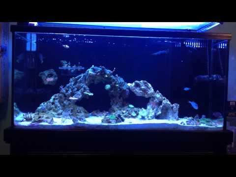 Biocube14g's 90 Gallon Mixed Reef (time lapse)