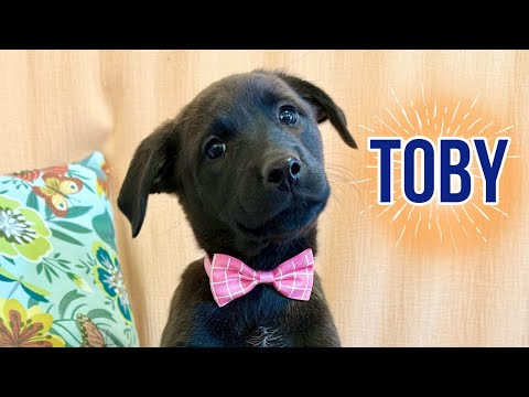 Dog for adoption - Toby Country Road, a Labrador Retriever & Pit Bull ...