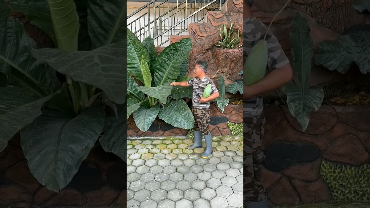 Jimmy Hantu Anthurium Tanaman berdaun indah