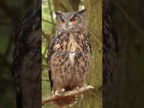 Flaco the owl book “Flaco the Fearless” #flacotheowlbook #flacotheowl #flacothefearless