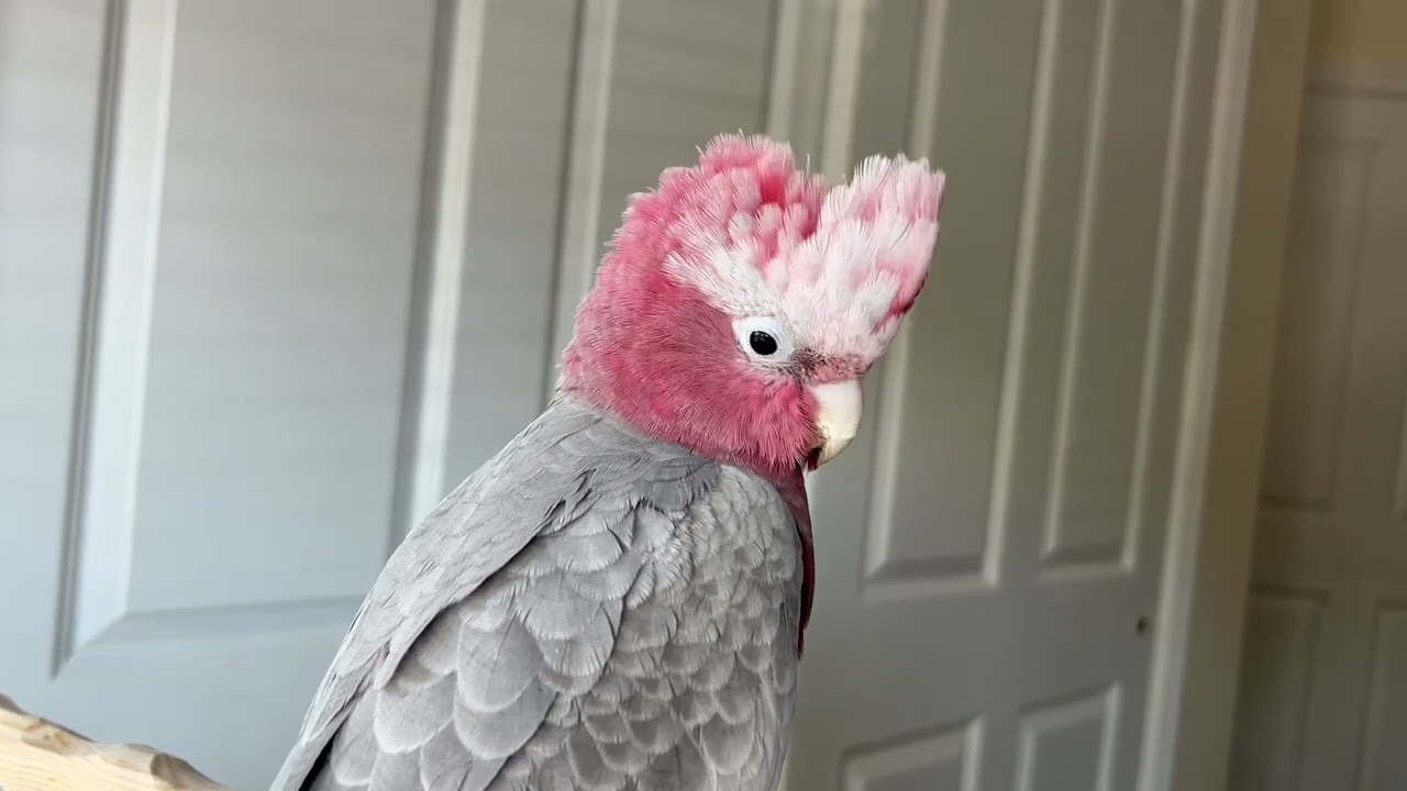 Galah - Rose Breasted Cockatoo Intro