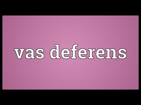 Vas deferens Meaning