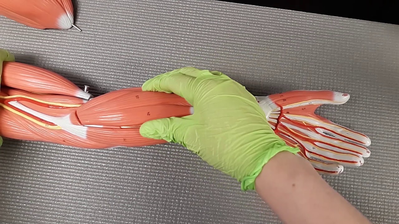 Muscles of the Forearm: Flexor Muscles