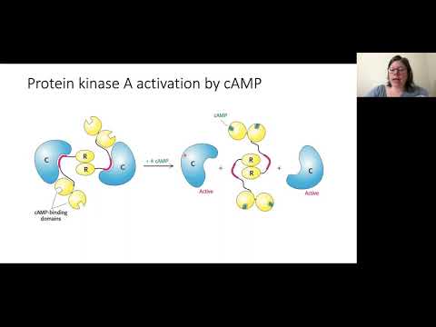 Hormone signaling for Glycogen metabolism