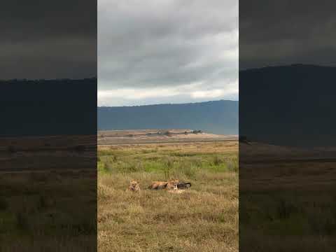 Lions 🦁 in the plain of Serengeti in Tanzania