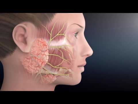 Facial Nerve Anatomy | The Facial Paralysis Institute