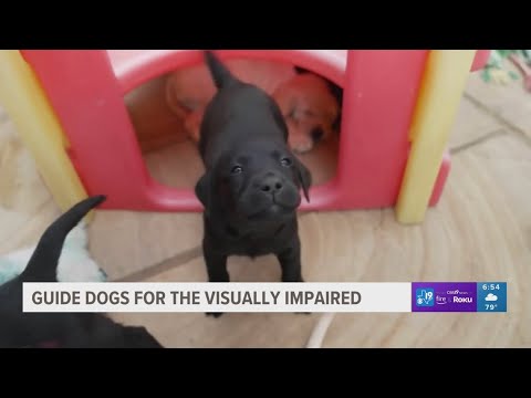 Breeders of guide dogs celebrate birth of 100th pup