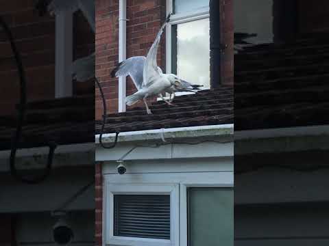 Herring Gull Trying To Eat Some Food
