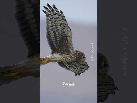 Female Northern Harrier searching for her next prey. ...#northernharrier #birdsofprey #wildlife