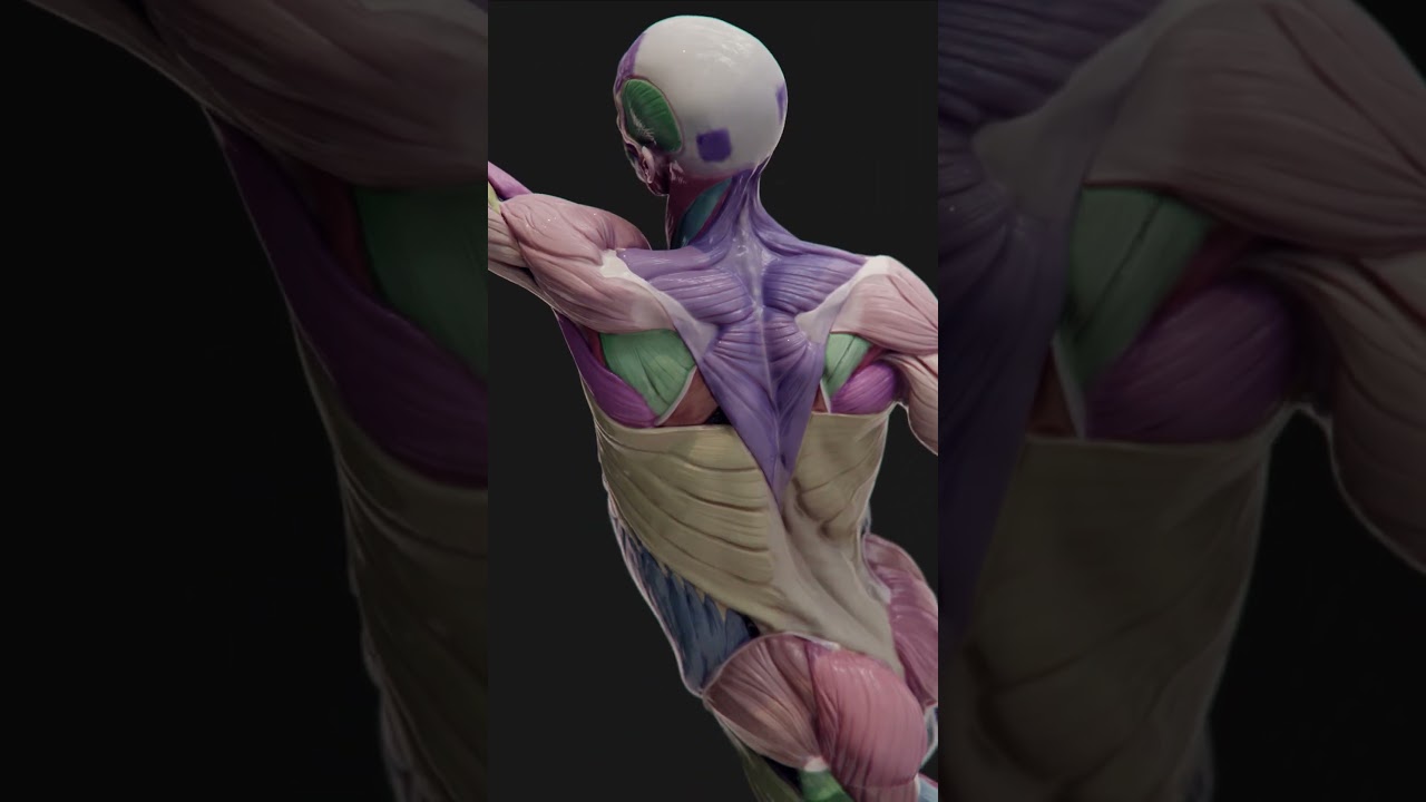 3D Reference Tool by Anatomy For Sculptors #3dartist #3dsculpting  #digitalsculpt #digitalsculpting
