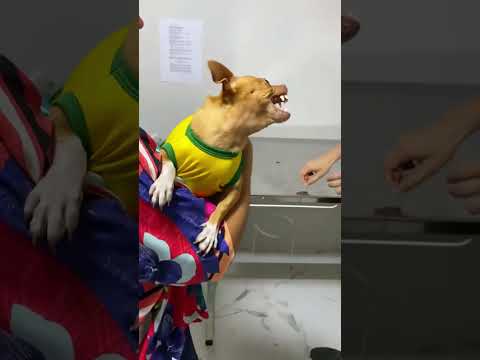 Dog vs vet #funny #fpyツ #dog #pets #animals