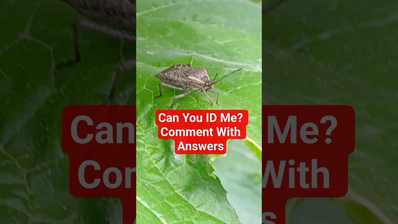 Who Can Identify This Bug? #Bug #foryou #wildlife #outdoors #subscribe #comment