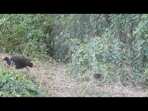Big pukeko and baby pukeko (chick)