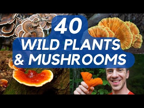 40 Edible Mushrooms and Plants You can Forage!