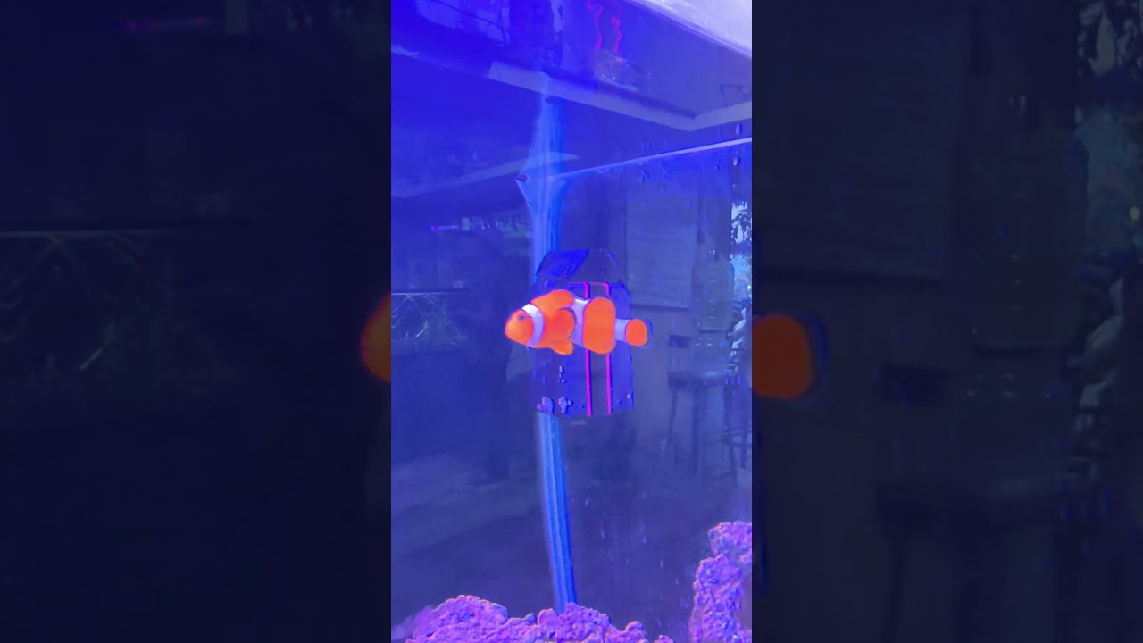 The beautiful 🐠 Nemo 🐟 fish 🐠🐟 #trending #shorts #explore