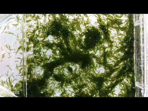 Green worms create a superorganism that becomes a giant seaweed | New ...