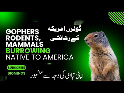 Gophers, Rodents, Burrowing Animals, #akif