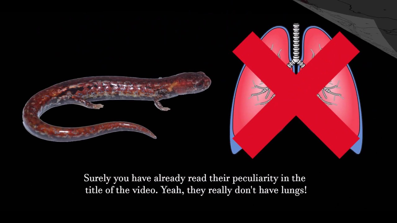 Plethodontidae: salamanders WITHOUT LUNGS