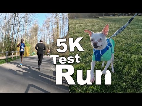 Training for a Triathlon With My Rescue Dog: Our First 5K Run Race ...