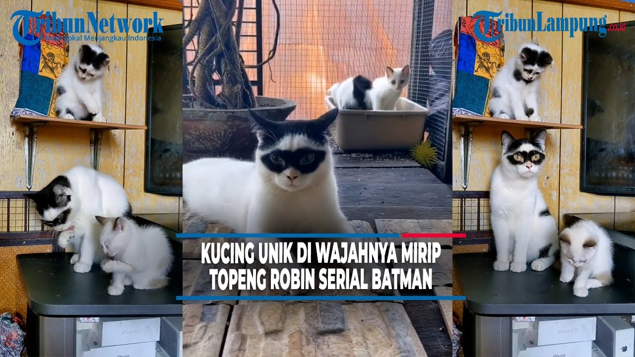 A cat with a unique facial pattern similar to Robin's mask from the Batman series has gone viral.