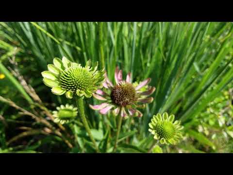 Why Your Coneflowers are Deformed Could it be Aster Yellows? What Do You Do About it?