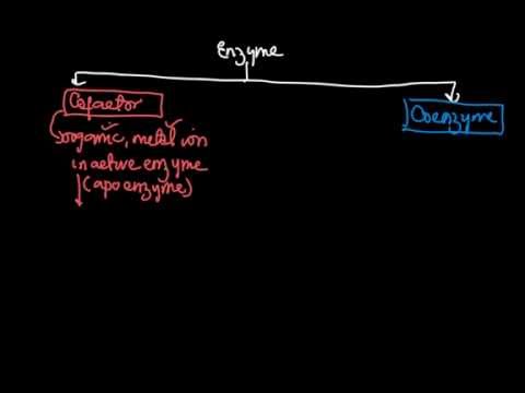 Cofactors vs Coenzymes
