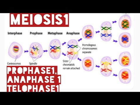 3 Substages of Meiosis1| Metaphase1|Anaphase1|Telophase1