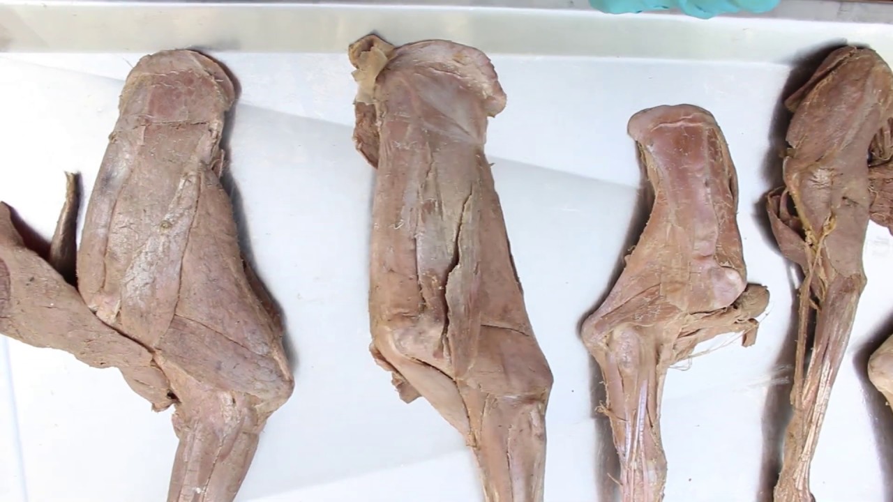 Miembro torácico (Miología parte I: músculos intrínsecos de la región escapular y del hombro)