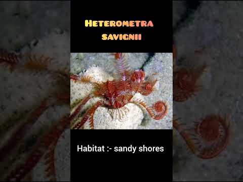 Exploring the Classification and Characteristics of Heterometra savignii