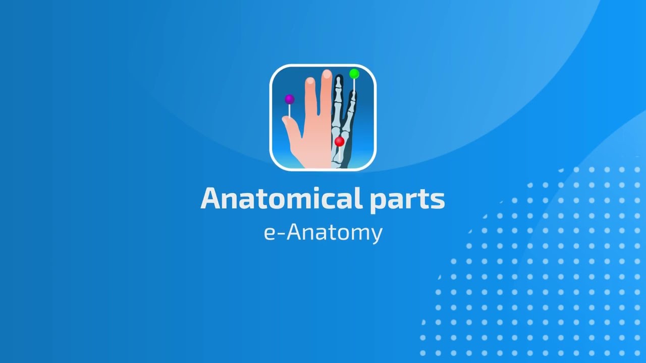 e-Anatomy: Anatomical parts feature